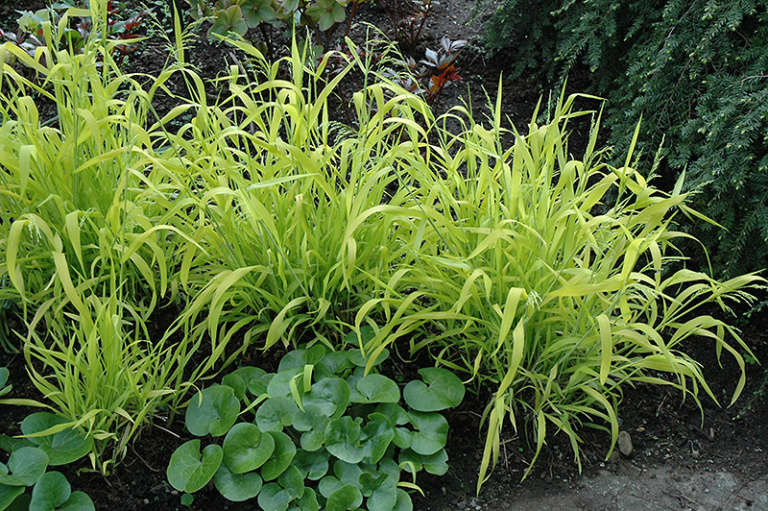 Gardening 101: Bowles' Golden Grass - Gardenista