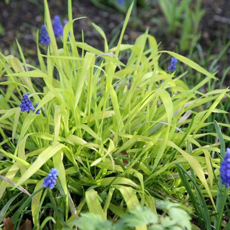 Gardening 101: Bowles' Golden Grass - Gardenista