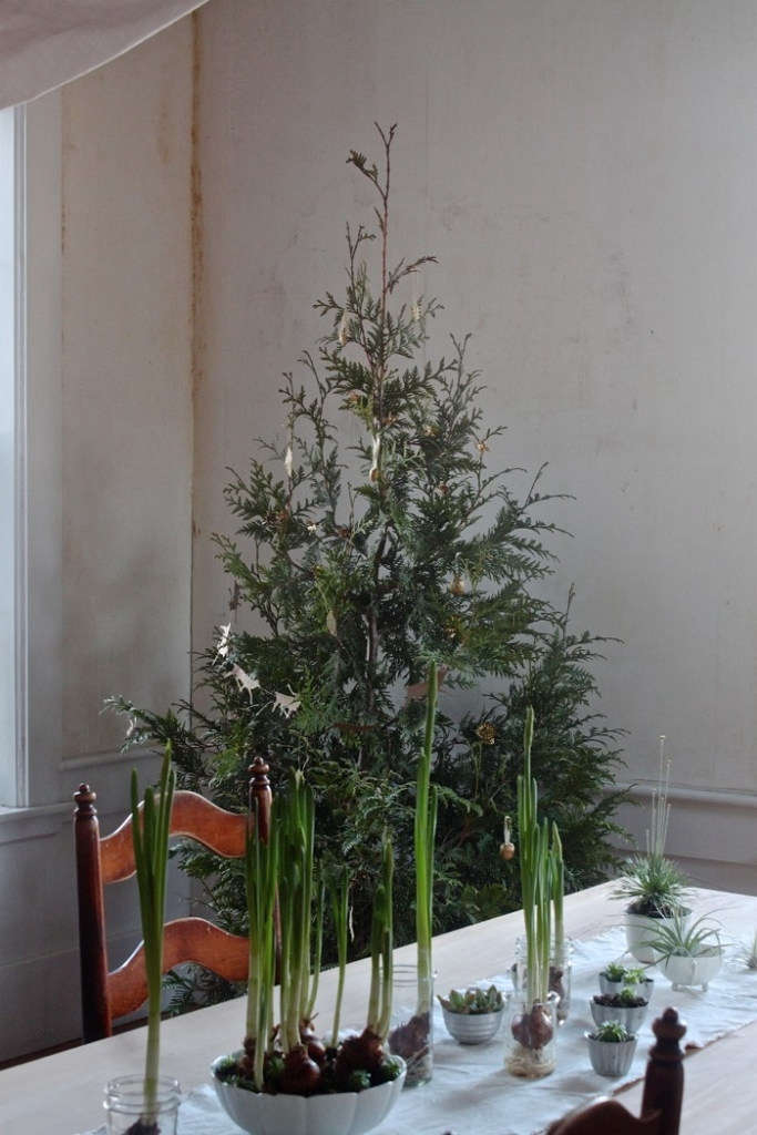 10 Things Nobody Tells You About Christmas Trees - Gardenista