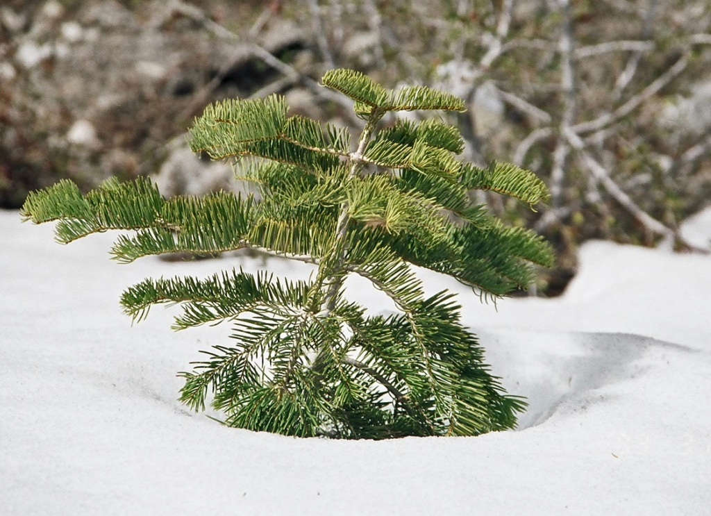 Gardening 101: Fir Tree - Gardenista
