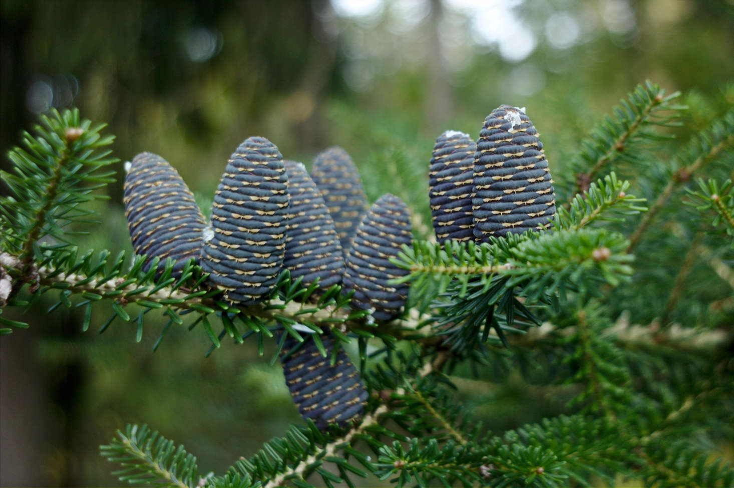 Gardening 101: Fir Tree - Gardenista