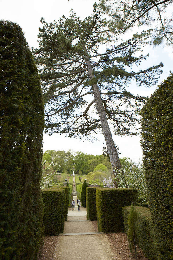 Gardening 101: Scots Pine Tree - Gardenista