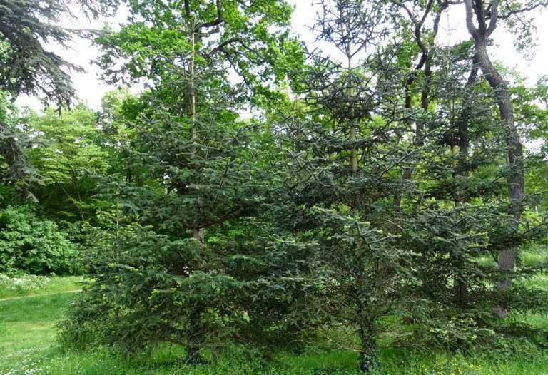 Gardening 101: Fir Tree - Gardenista