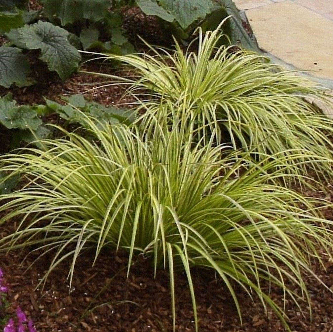 Gardening 101: Japanese Sweet Flag Grass - Gardenista