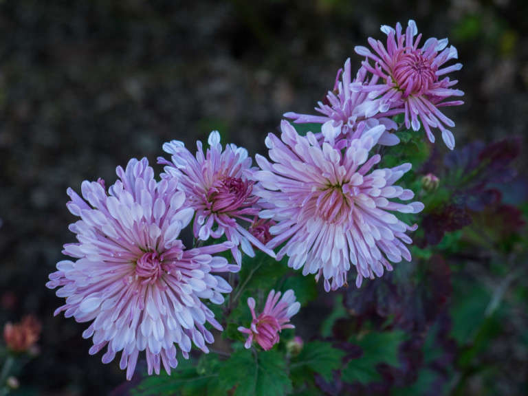 Gardening 101: Chrysanthemums - Gardenista