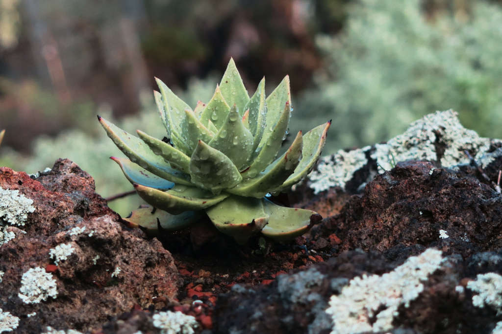 Gardening 101: Dudleya Succulents - Gardenista