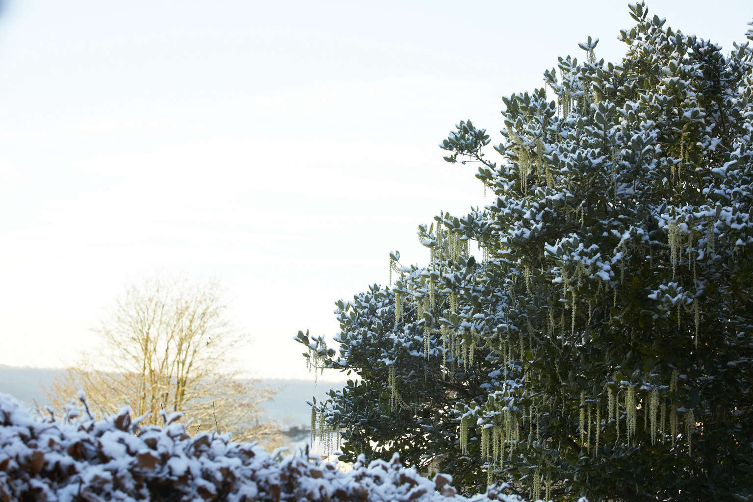 Gardening 101: Silk Tassel Bush - Gardenista