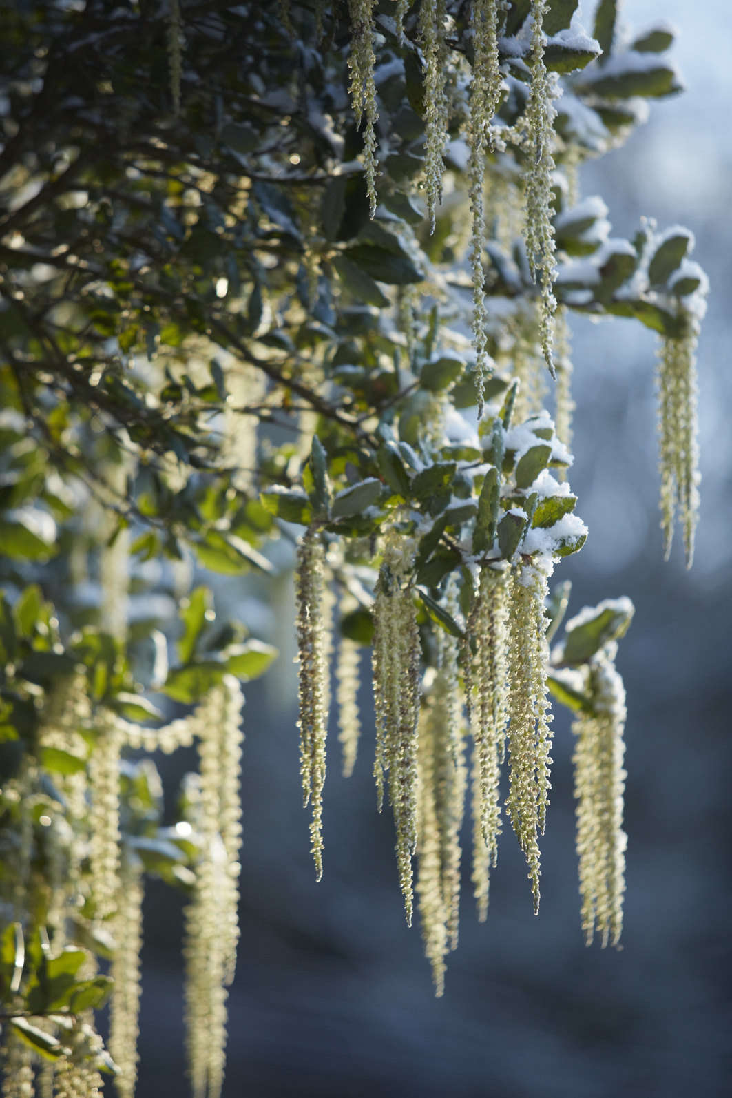 Gardening 101: Silk Tassel Bush - Gardenista