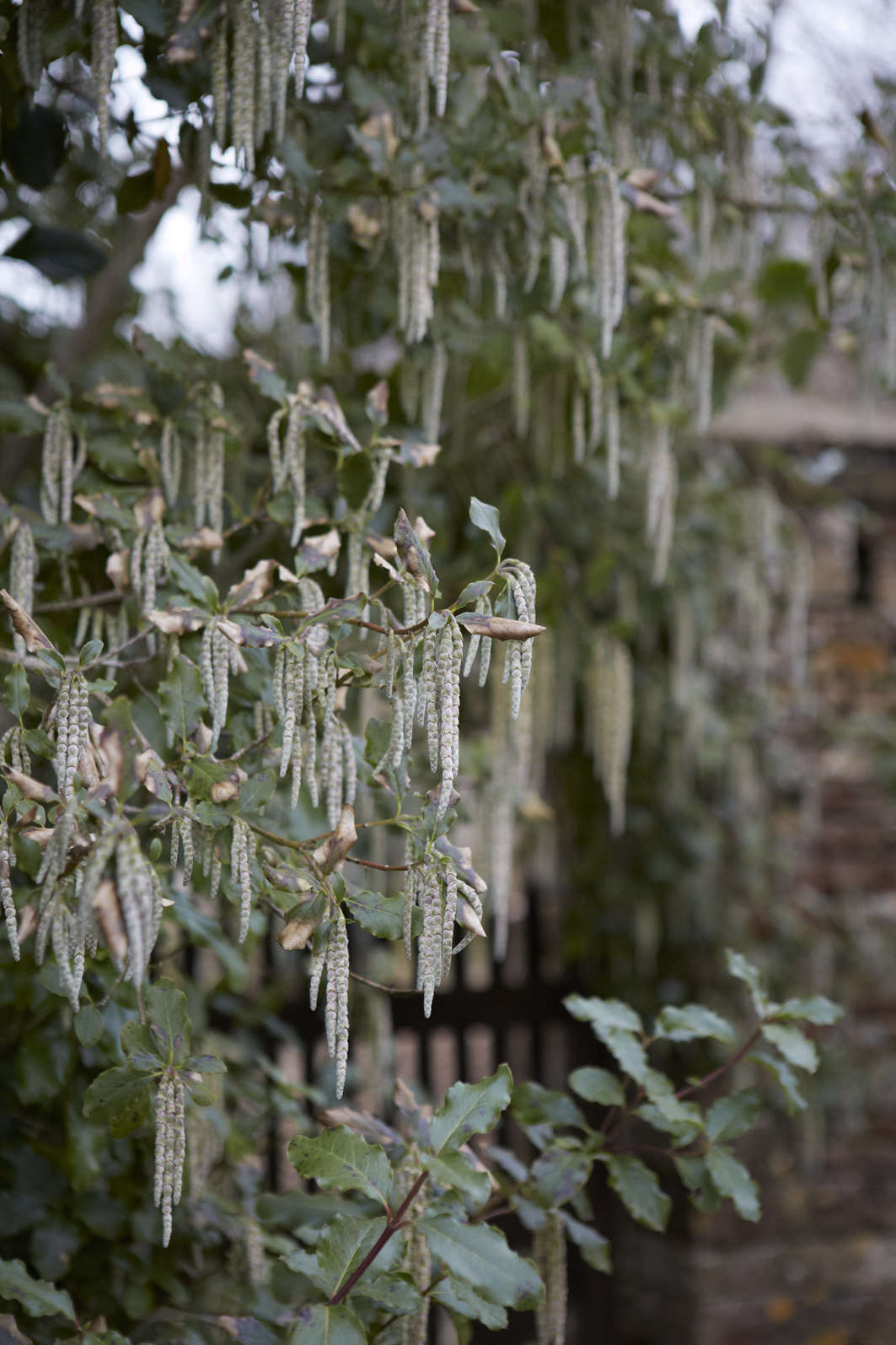 Gardening 101: Silk Tassel Bush - Gardenista