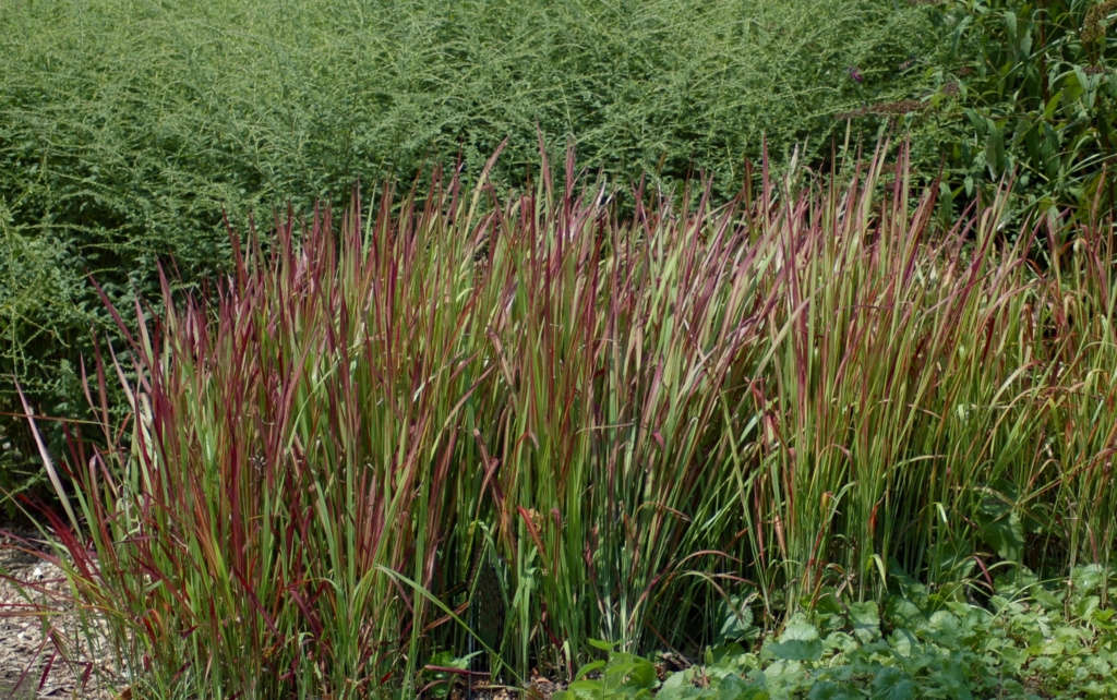 Gardening 101: Japanese Bloodgrass - Gardenista