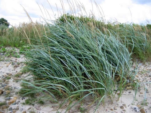 Gardening 101: Lyme Grass - Gardenista