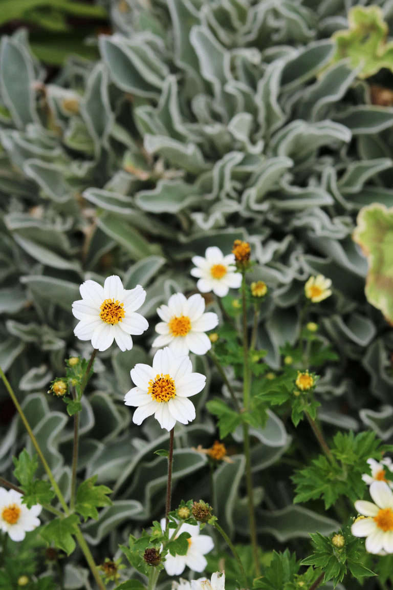 Quicksilver: 11 Plants for a Silvery Gray Garden - Gardenista
