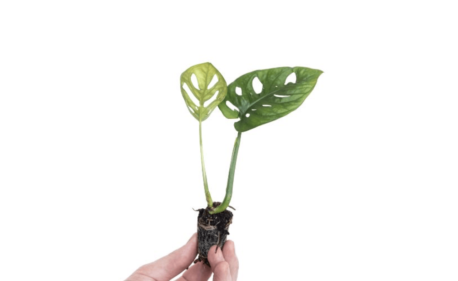 Monstera Deliciosa: Growing and Design Tips for a Tropical Houseplant