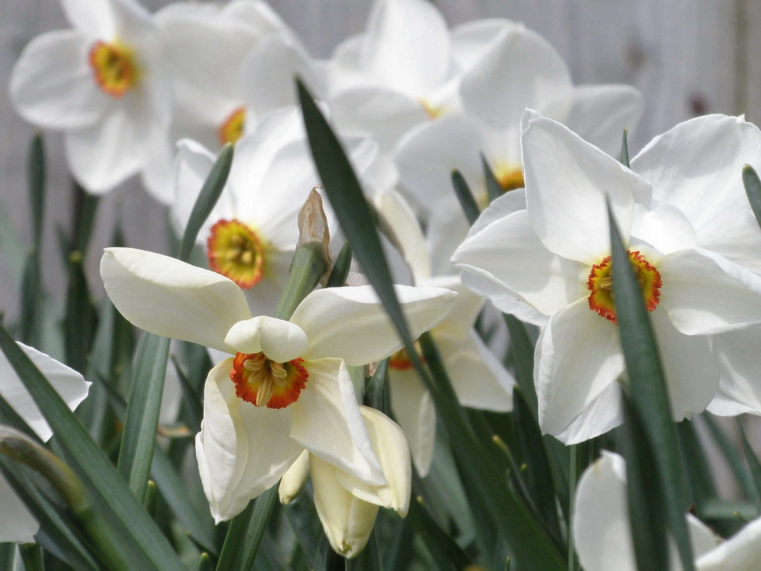 10 Dingen die niemand je vertelt over Narcissen | Carlos Ramirez