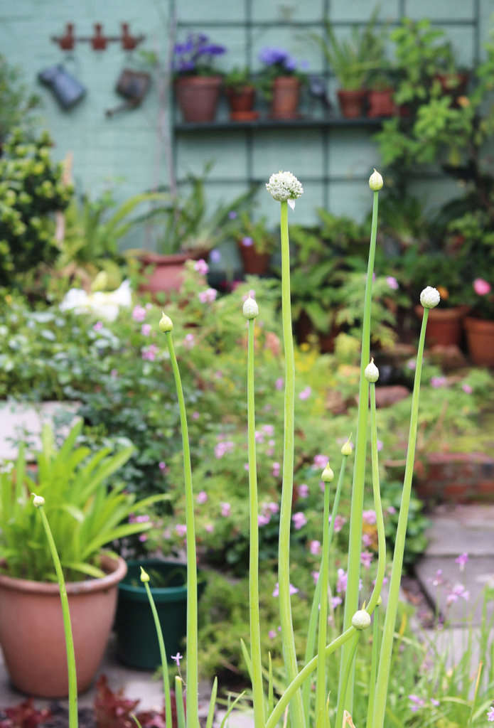 Companion Plants: 14 Vegetables Pretty Enough for the Flower Borders ...