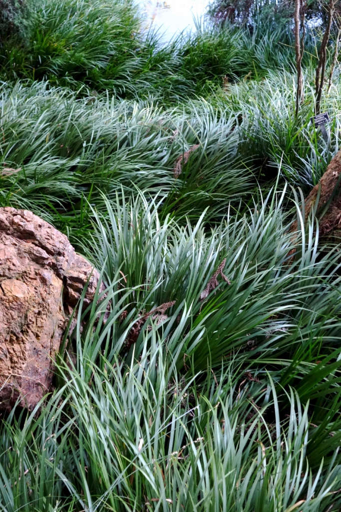 Gardening 101: Japanese Sweet Flag Grass - Gardenista