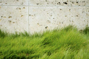 Gardening 101: Zoysia Grass - Gardenista