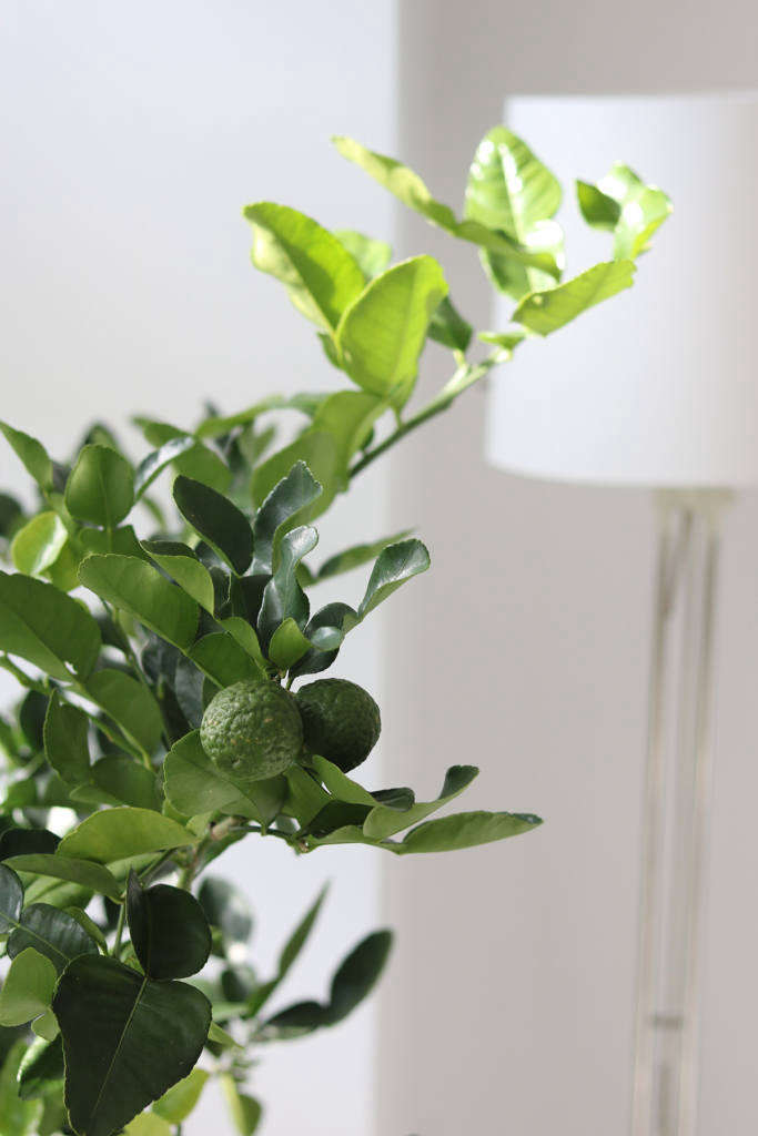 Indoor citrus trees are trending. Nobody tells you what to expect.