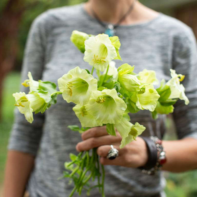 10 Things Nobody Tells You About Vines - Gardenista