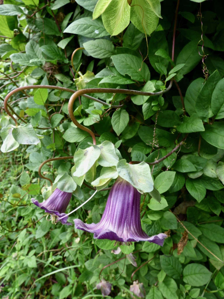 Gardening 101: Cup-and-Saucer Vine - Gardenista