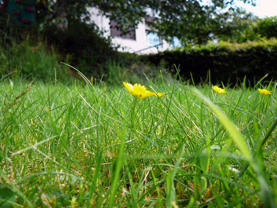 Gardening 101: Kentucky Bluegrass - Gardenista