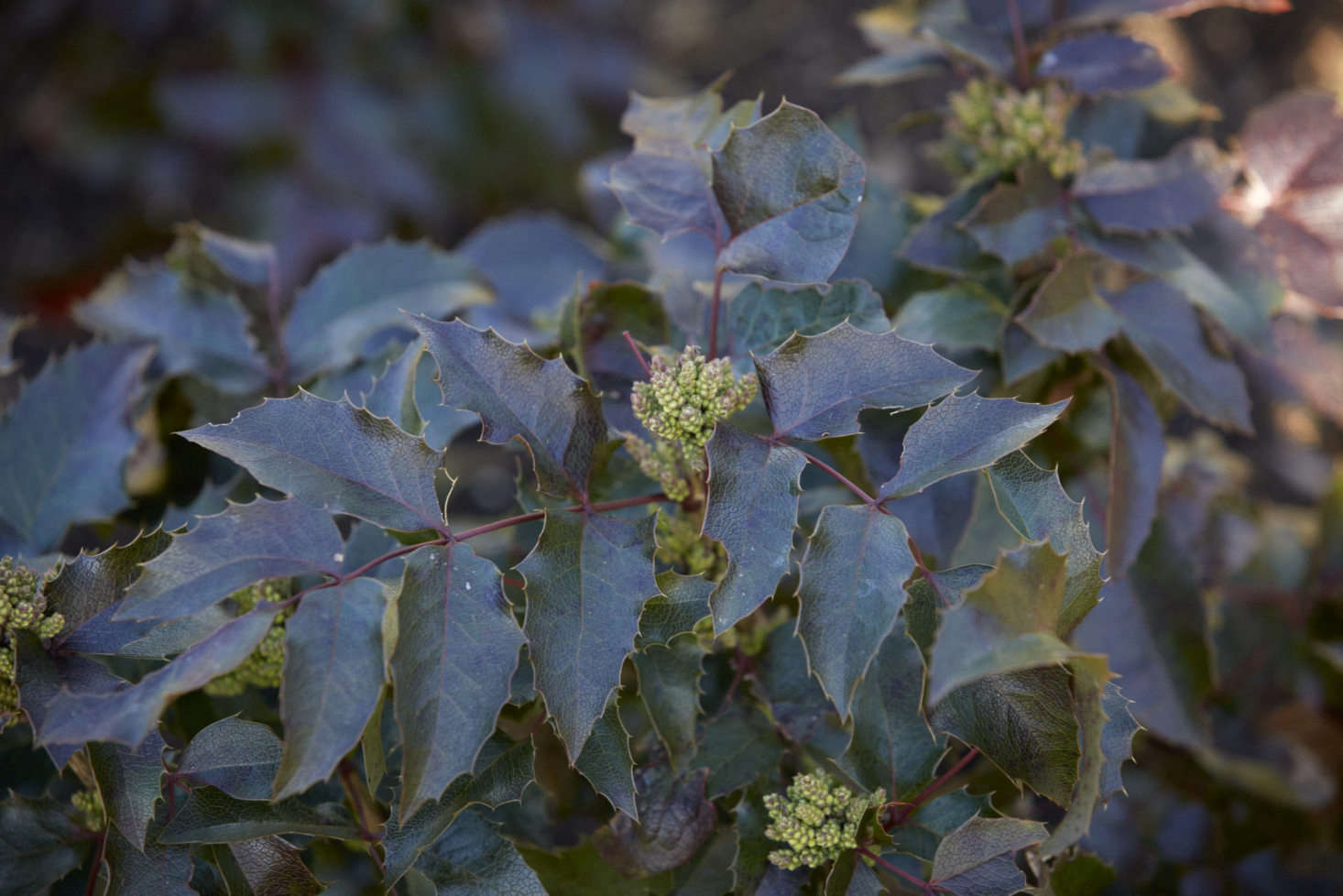 Mahonia: 5 Landscaping Ideas for a Shrub with a Golden Glow - Gardenista
