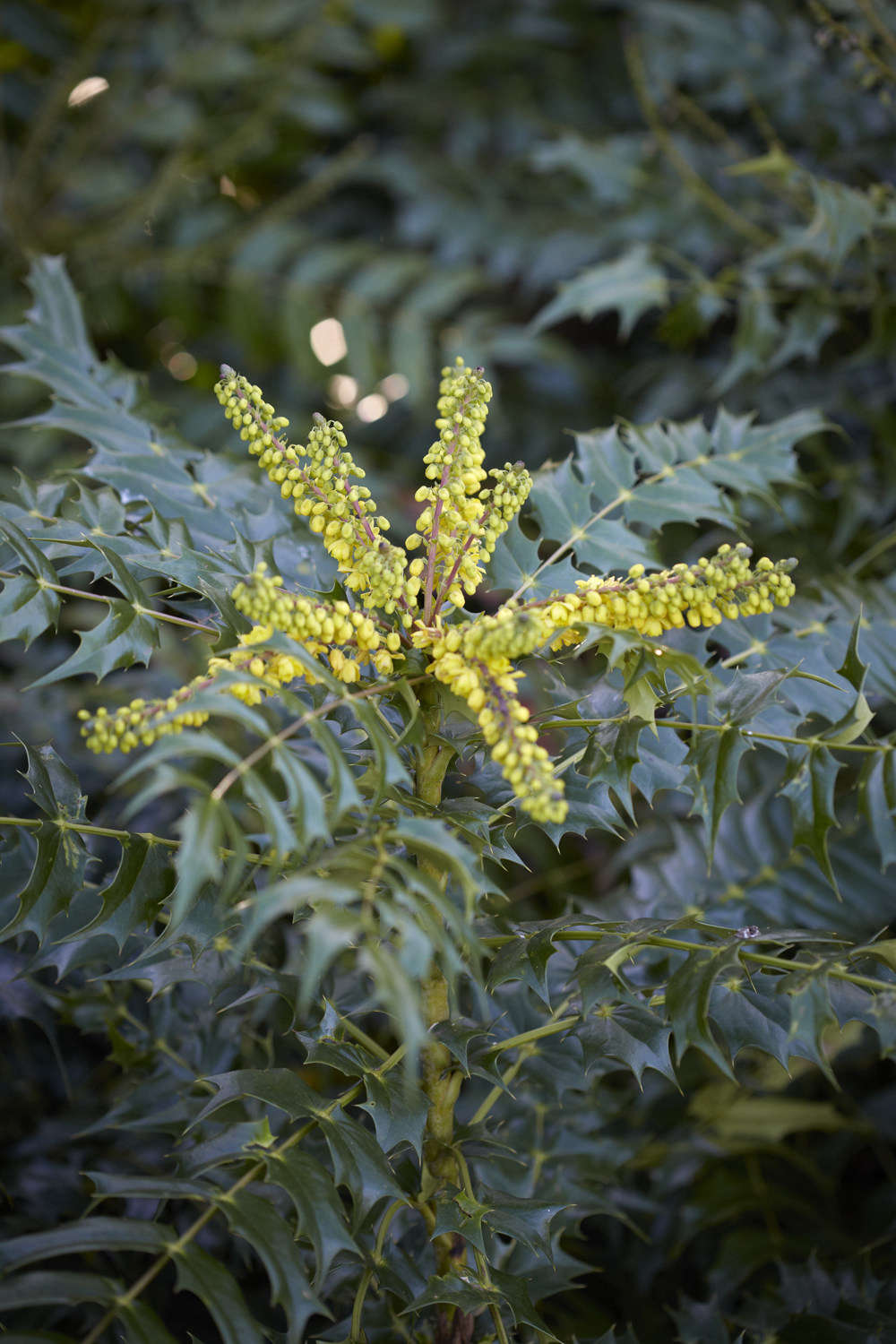 Mahonia: 5 Landscaping Ideas for a Shrub with a Golden Glow - Gardenista