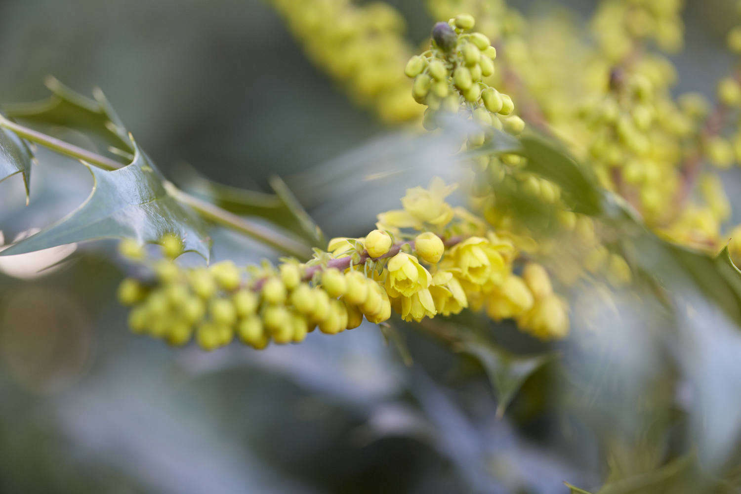 Mahonia: 5 Landscaping Ideas for a Shrub with a Golden Glow - Gardenista