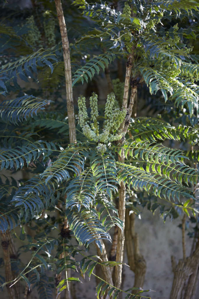 Mahonia: 5 Landscaping Ideas for a Shrub with a Golden Glow - Gardenista