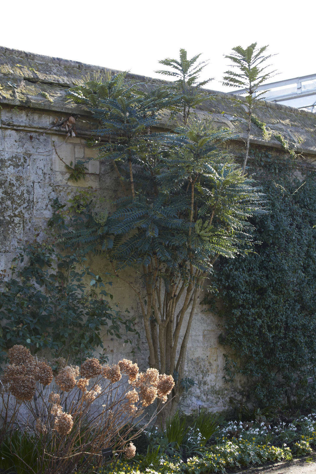 Mahonia: 5 Landscaping Ideas for a Shrub with a Golden Glow - Gardenista