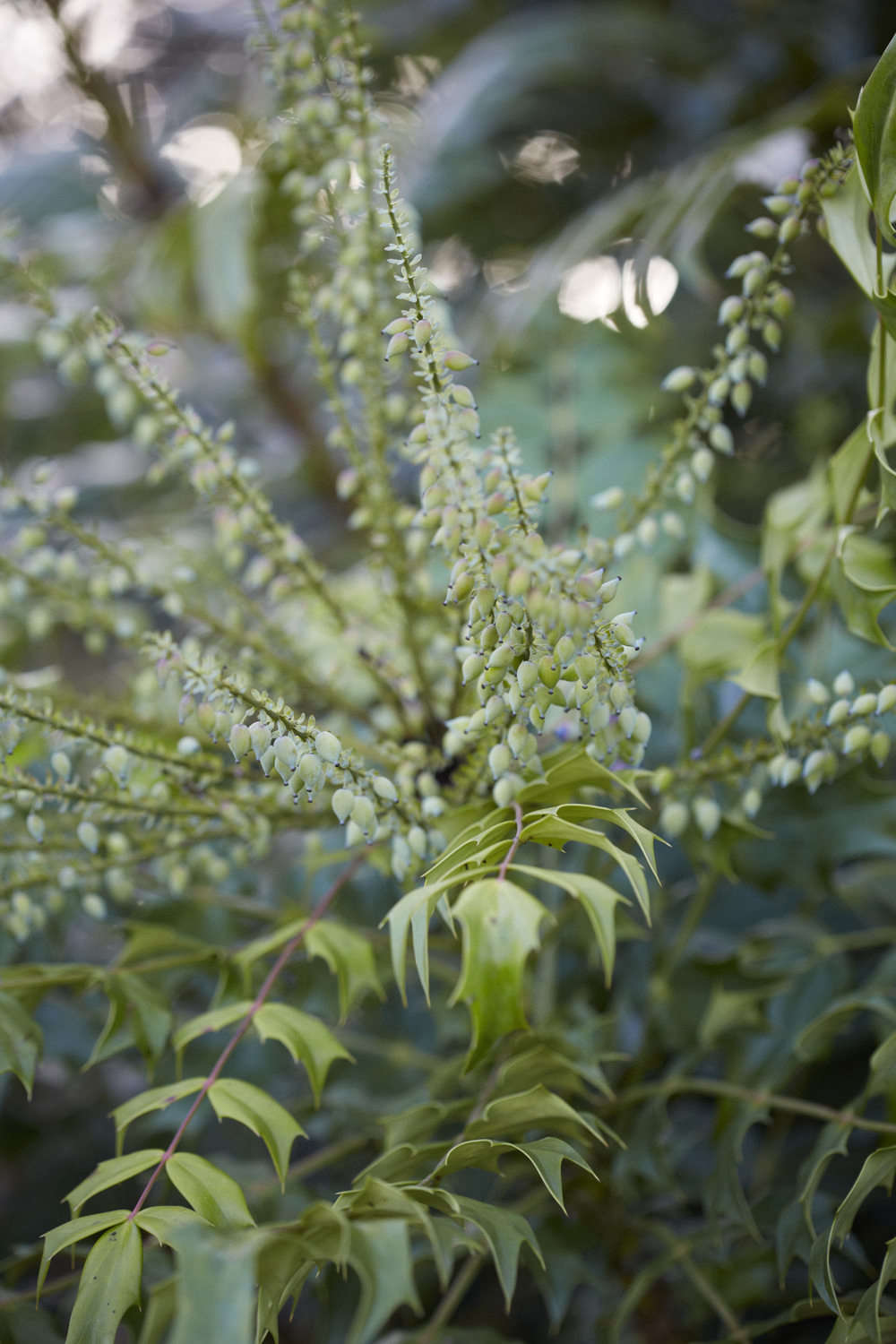 Mahonia: 5 Landscaping Ideas for a Shrub with a Golden Glow - Gardenista