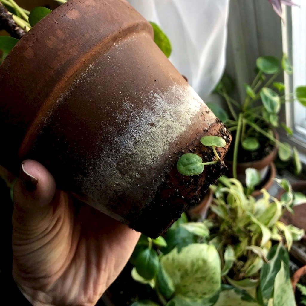 Gardening 101: Pilea - Gardenista