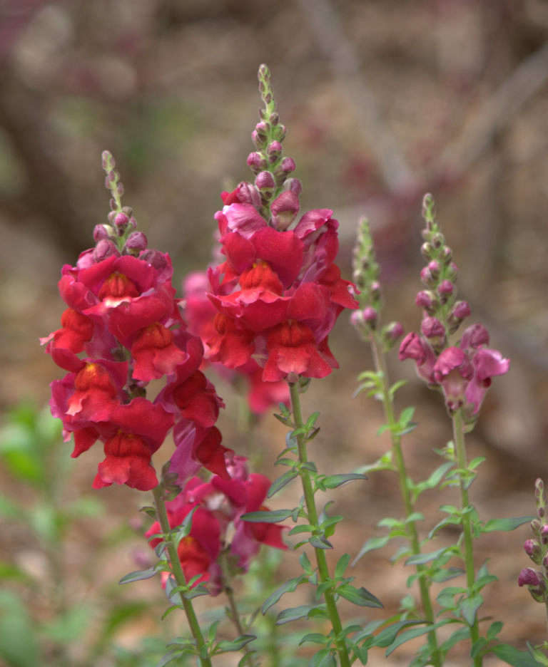 Gardening 101: Snapdragons - Gardenista