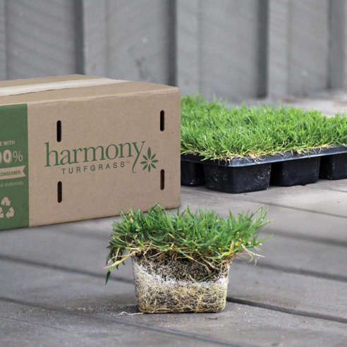 Gardening 101: St. Augustine Grass - Gardenista