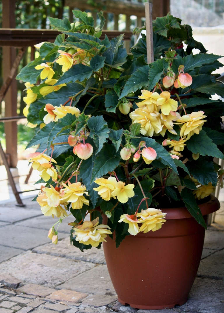 Gardening 101: Tuberous Begonias - Gardenista