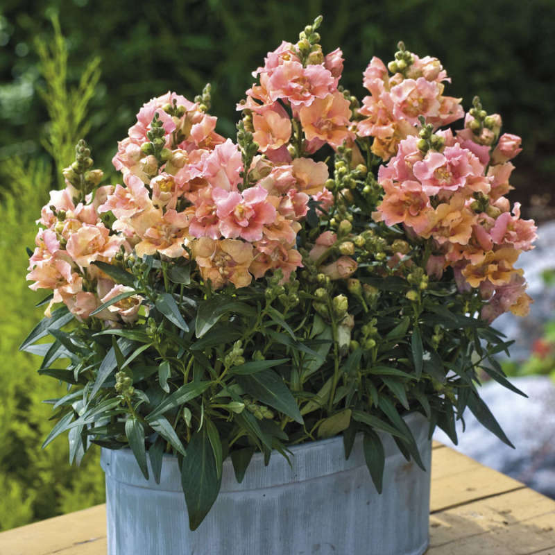 Gardening 101: Snapdragons - Gardenista