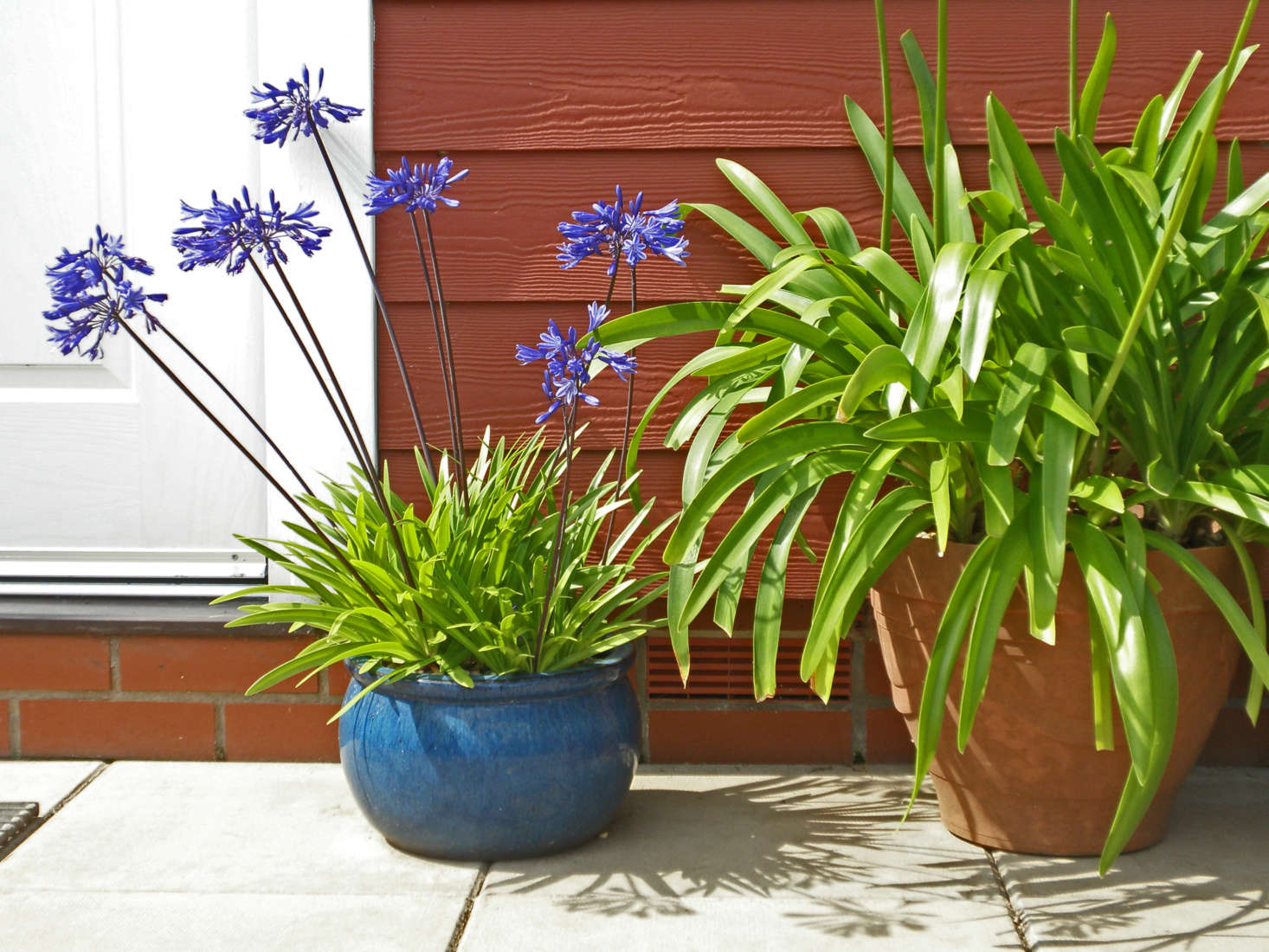 Gardening 101: Agapanthus - Gardenista