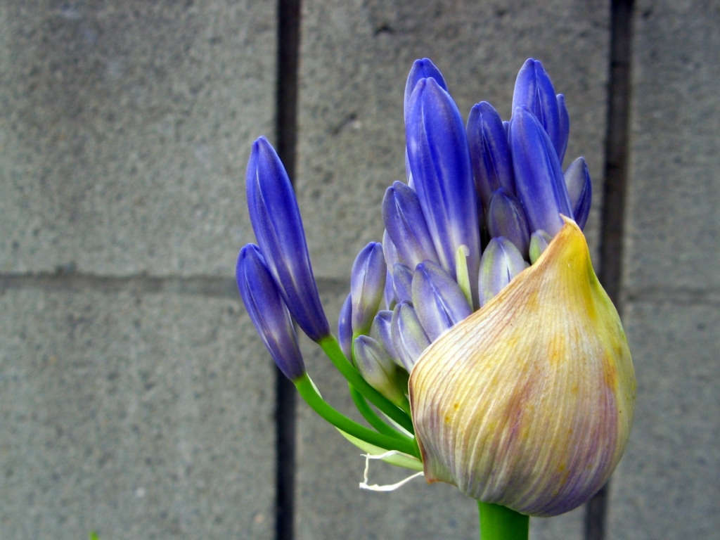 Gardening 101: Agapanthus - Gardenista