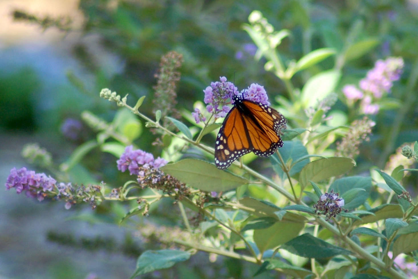 Gardening 101: Butterfly Bush - Gardenista