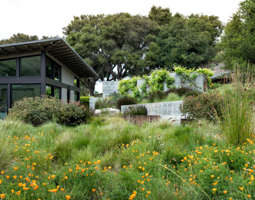 California Dreaming: A Golden Landscape on the Edge of the Continent ...