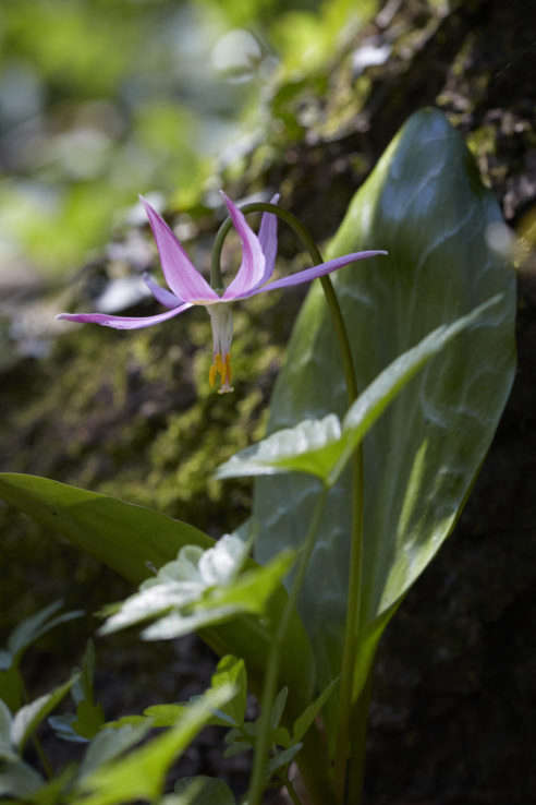 Gardening 101: Trout Lily - Gardenista