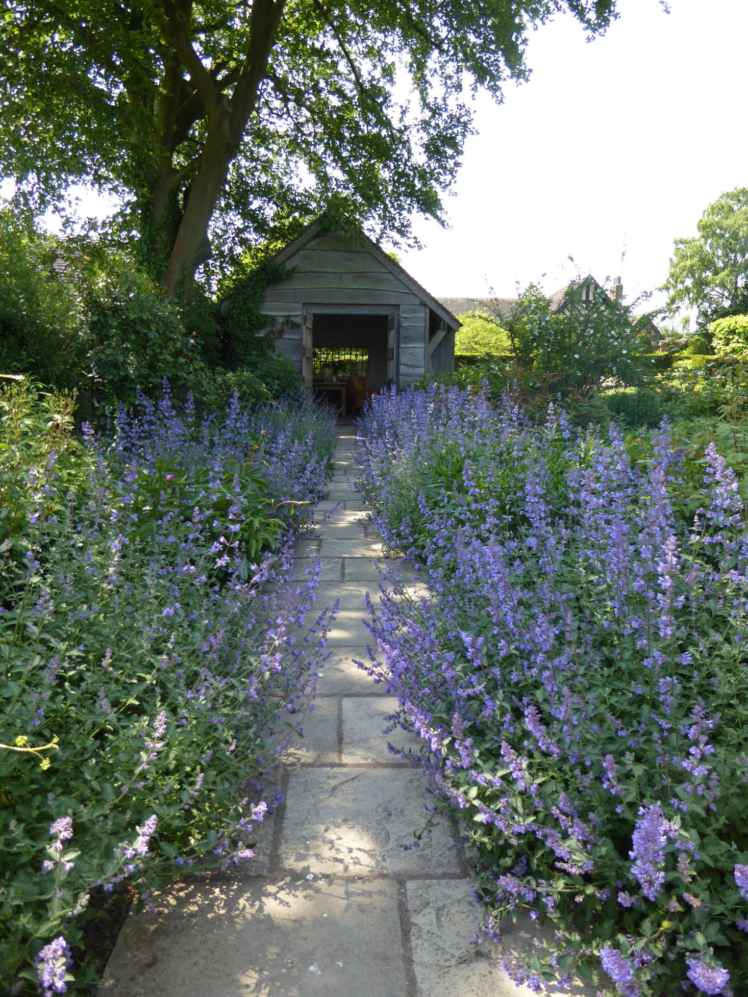 Plants for Paths: How to Use Plants to Soften the Look of Paving