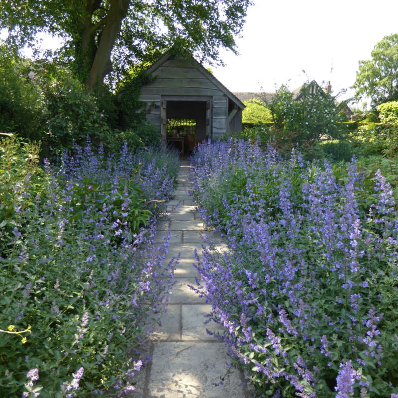 How to Successfully Grow Catmint: A Field Guide to Planting, Care, and ...