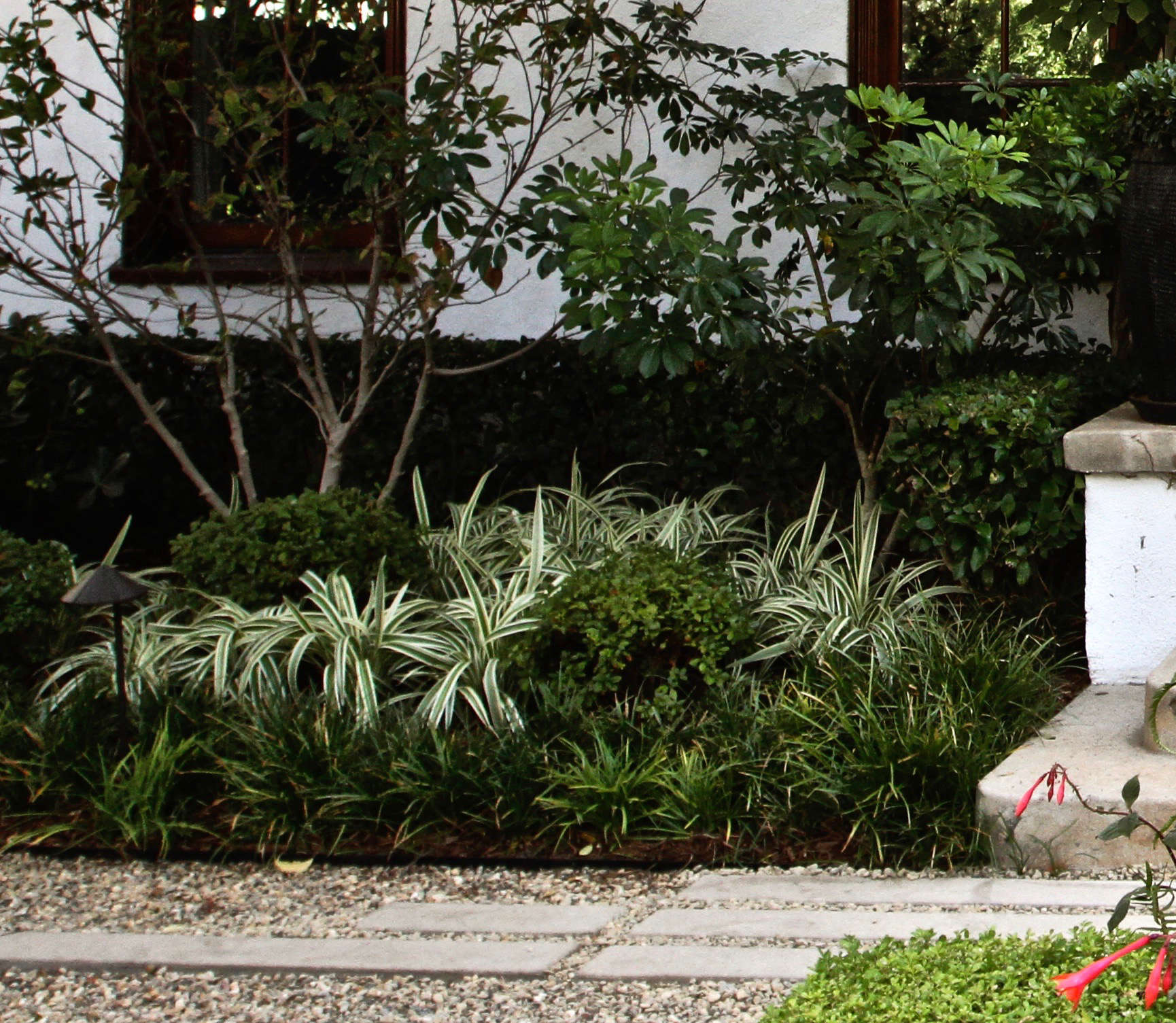 Gardening 101: Flax Lily - Gardenista