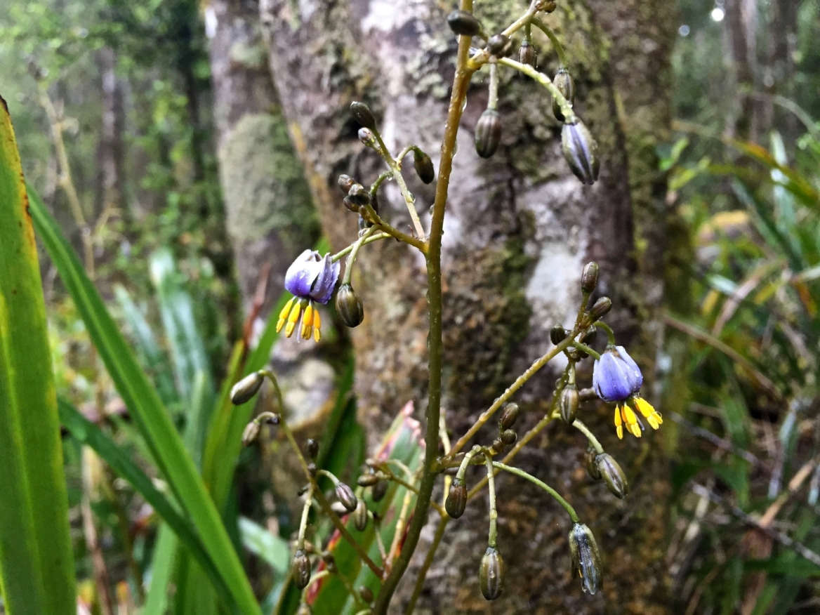 Gardening 101: Flax Lily - Gardenista