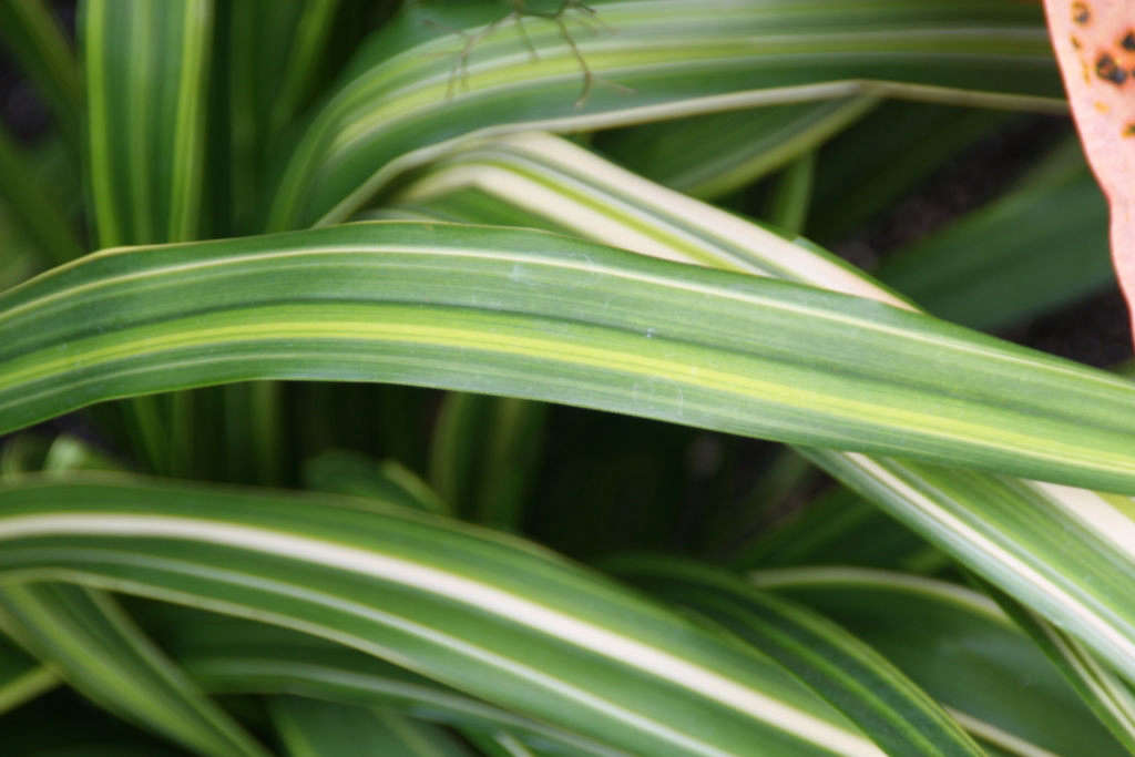 Gardening 101: Flax Lily - Gardenista