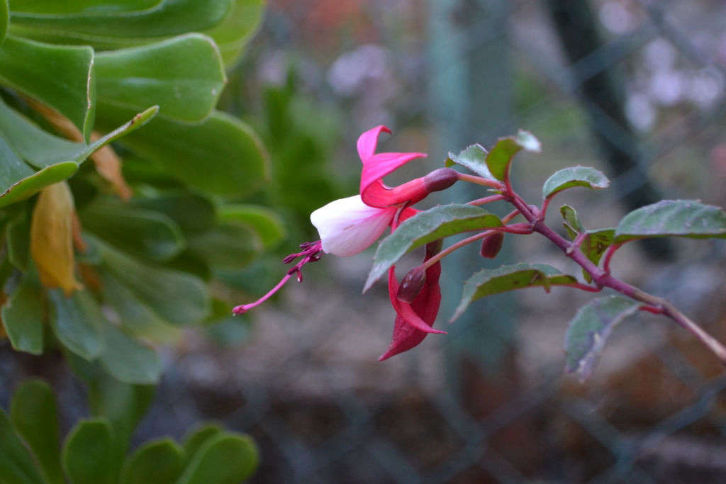 Gardening 101: Fuchsia - Gardenista