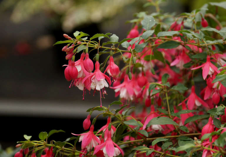 Jeanne Rostaing, Author at Gardenista