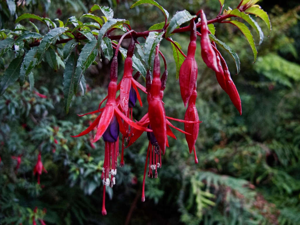 Gardening 101: Fuchsia - Gardenista