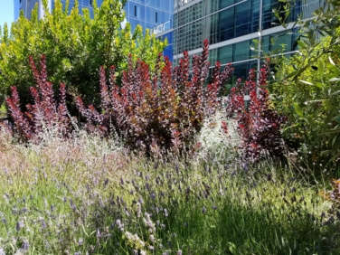 Hike of the Week: Salesforce Park in San Francisco - Gardenista